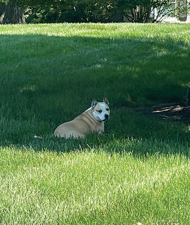 Pet Safety Tips For The Dog Days Of Summer | North American Precis ...